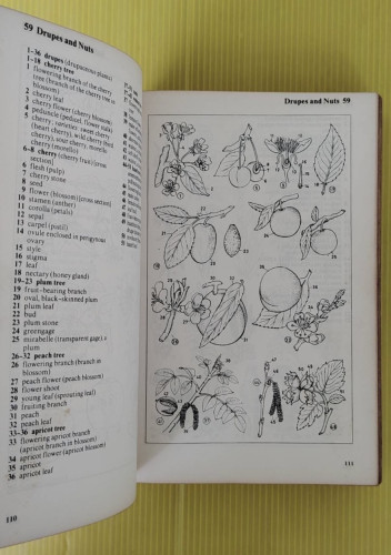 THE OXFORD-DUDEN PICTORIAL ENGLISH DICTIONARY