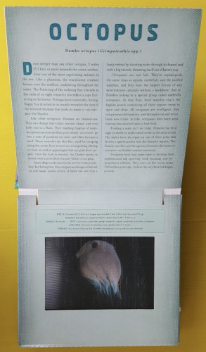 OCEAN A PHOTICULAR BOOK