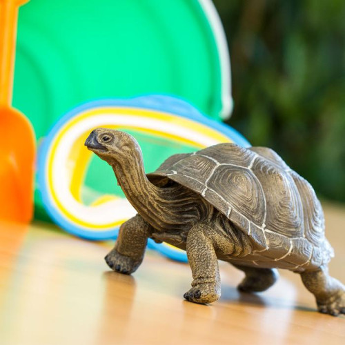 Safari Ltd. : SFR260729* โมเดลสัตว์ Tortoise