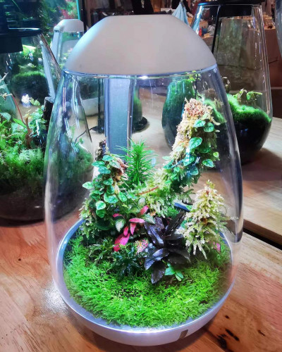 Chihiros Tiny Terrarium Egg ขวดโหล สำหรับจัดสวนขวด สวนจิ่ว เทอราเรี่ยม ...